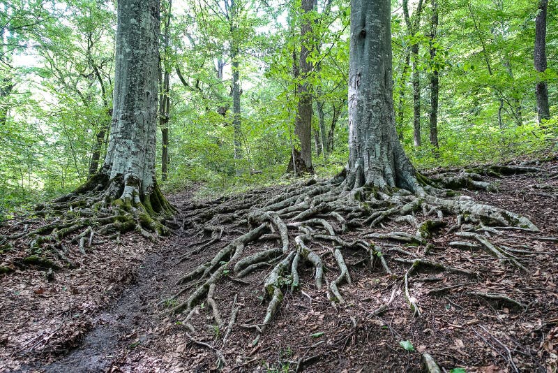 A Picturesque Forest on the Way To the Eagle Shelf. Mezmai Stock Photo ...