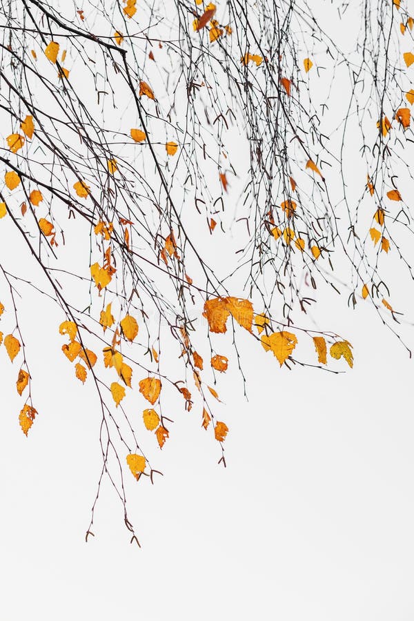 Picturesque Graphic Twigs of Autumn Tree on Light Background Stock ...