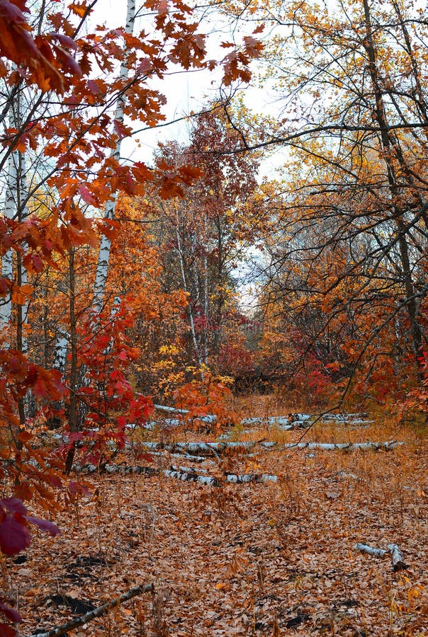 Picturesque Landscape of a Bright Autumn Forest Stock Image - Image of ...