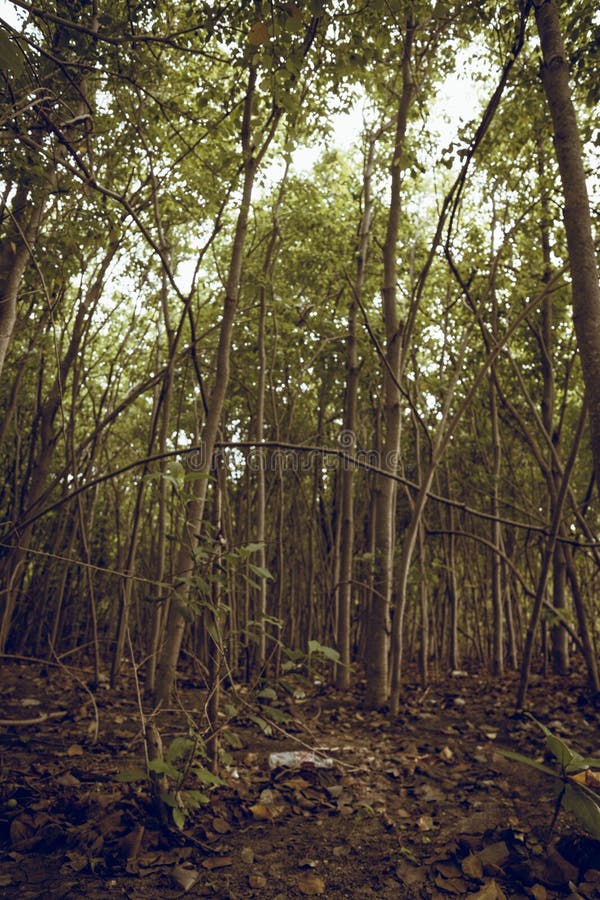 Picturesque Landscape Featuring a Dirt-covered Ground with Lush ...