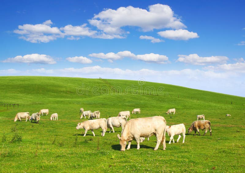 Picturesque Landscape with Field. Stock Image - Image of plant, color ...