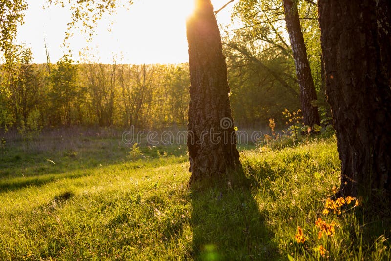 Picturesque Lawn Edge Birch Grove Stock Photos - Free & Royalty-Free ...