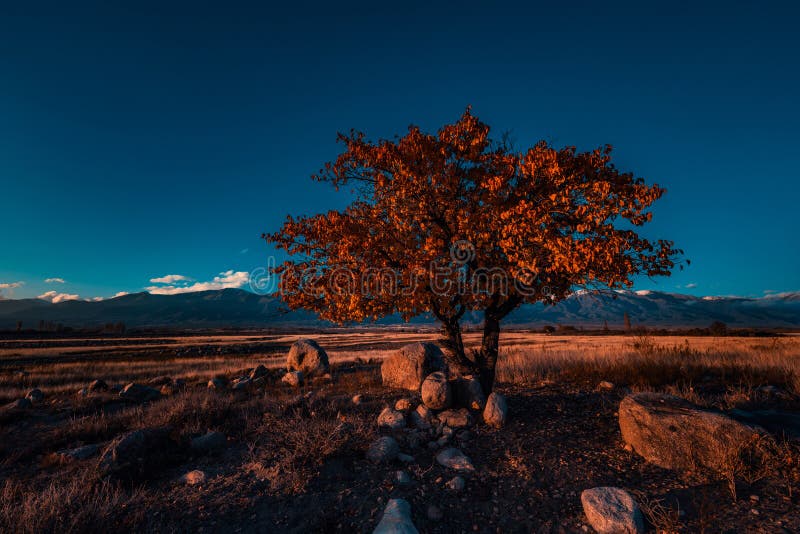 Mountain Landscape with Lonely Tree at Sunset, Dramatic Colors Stock ...