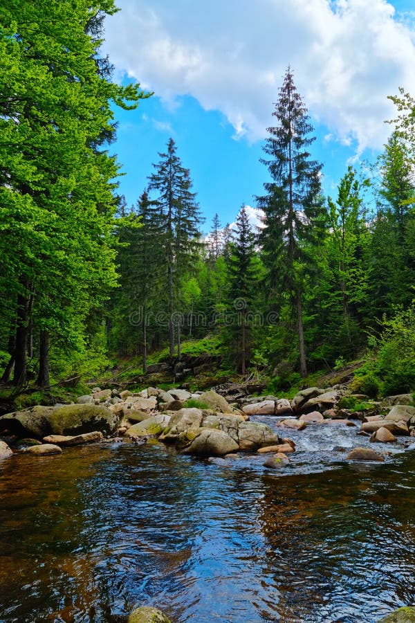 A Picturesque Mountain River Flows Over Rocks in a Green Forest. Stock ...