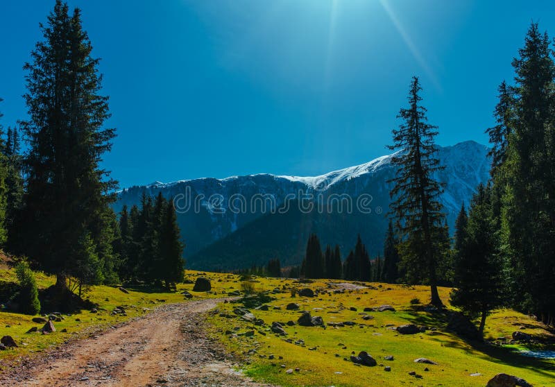 Mountain Valley with Fir Trees in Summer Stock Image - Image of vibrant ...