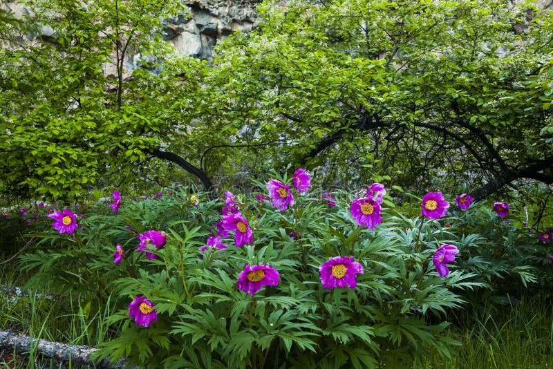 Picturesque Park with Wild Peonies Stock Photo - Image of peonies ...