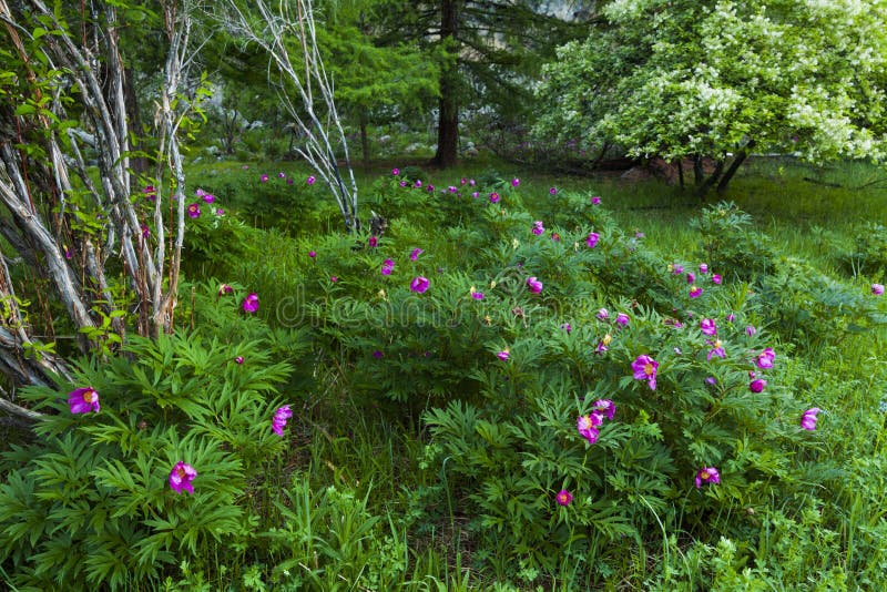 Picturesque Park with Wild Peonies Stock Image - Image of british ...