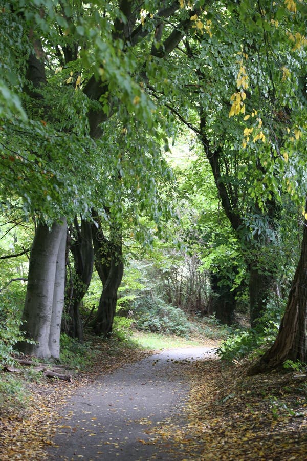 Picturesque Path through a Dense Forest of Lush Greenery Stock Photo ...