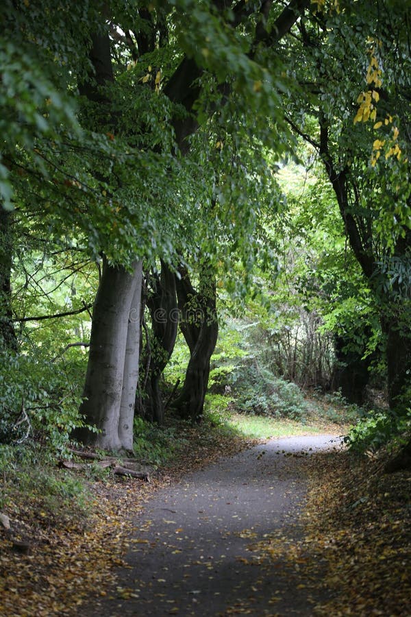 Picturesque Path through a Dense Forest of Lush Greenery Stock Image ...