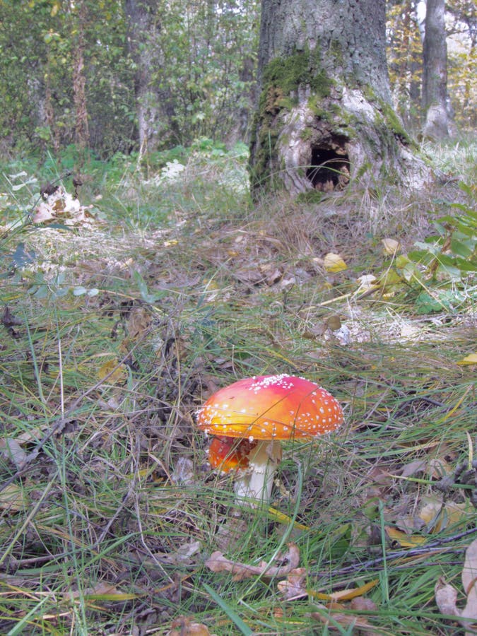 Picturesque Red Mushroom, on the Background a Hollow of a Tree Stock ...