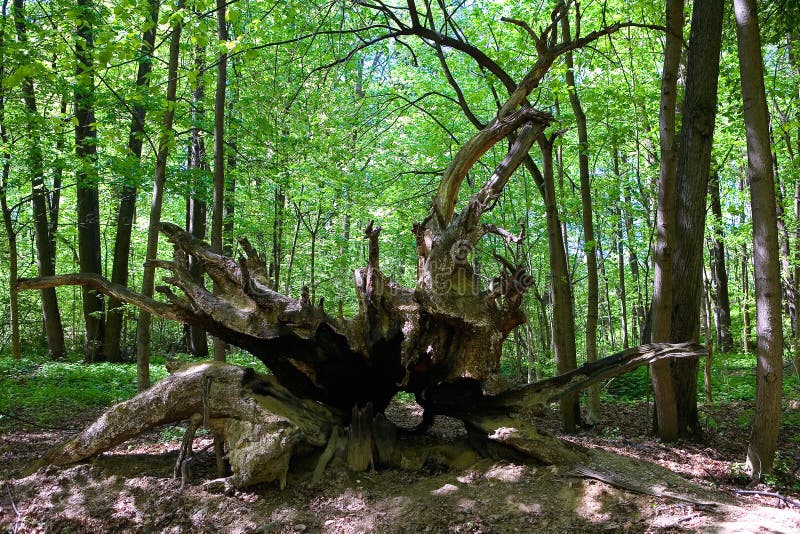Picturesque Roots of a Tree Fallen in a Park. Stock Image - Image of ...