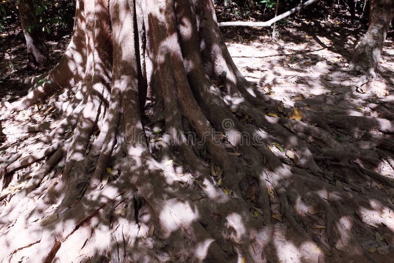 Picturesque Roots of a Tropical Tree. Branched Root System Stock Photo ...