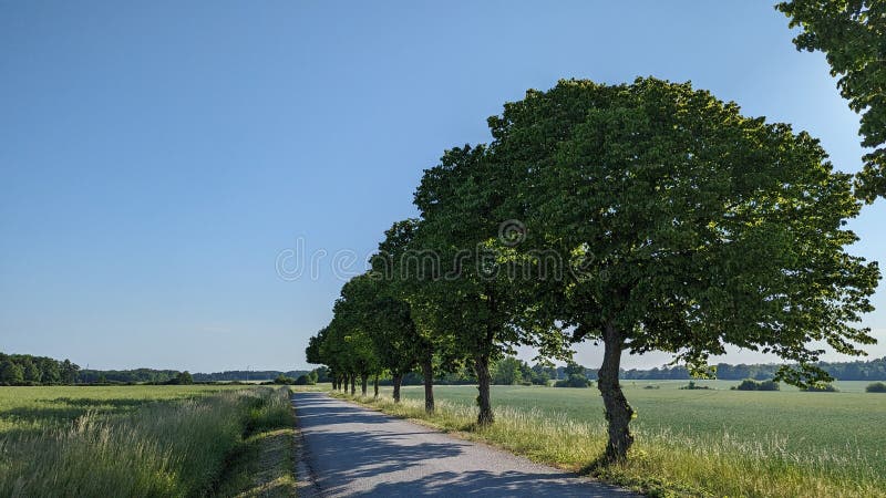 Picturesque Rural Landscape Featuring a Road Lined with Green Trees ...