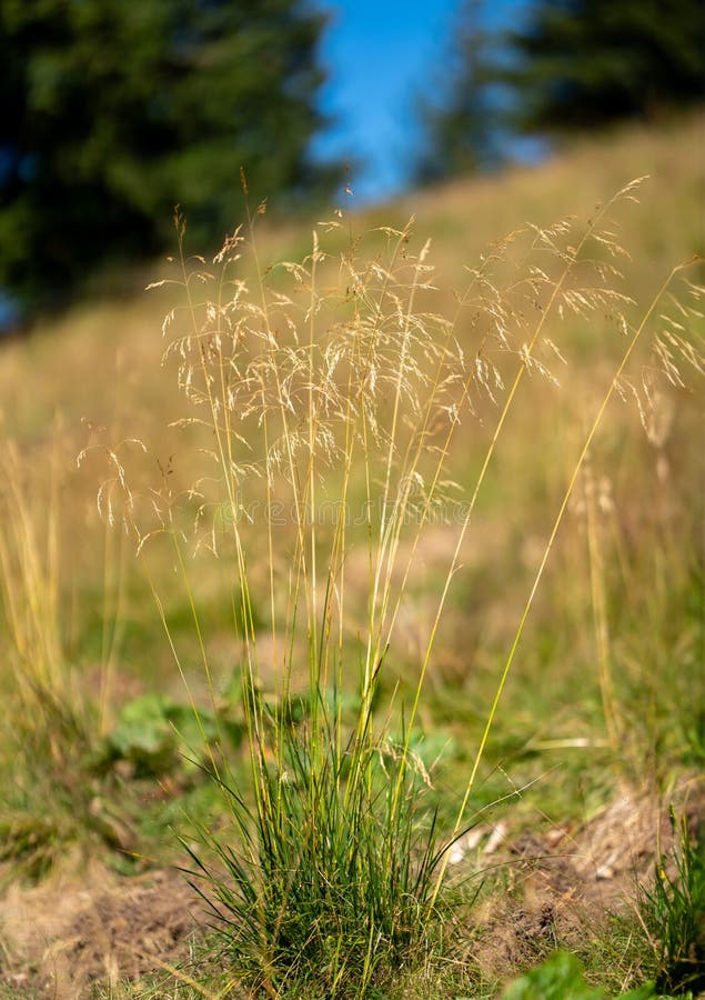 Picturesque Rural Landscape with Grass Growing on a Gently Sloping Hill ...