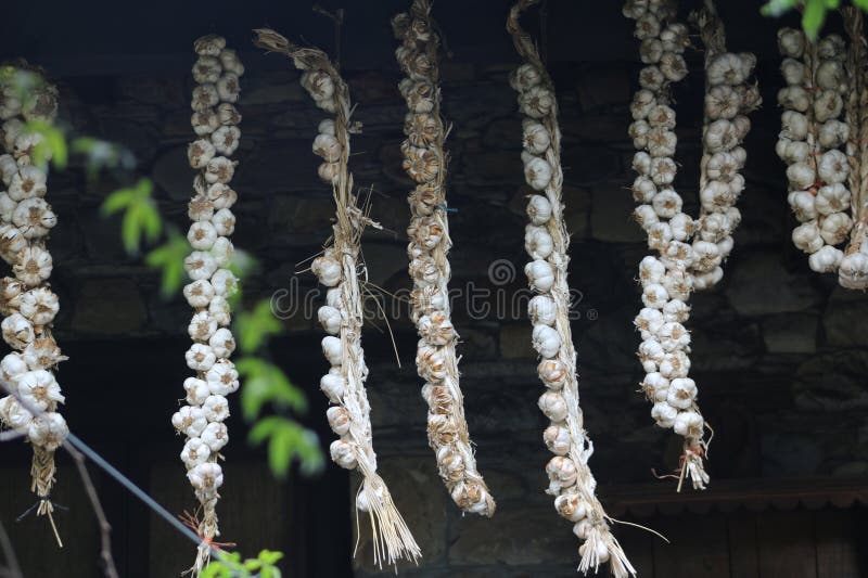 The String of Garlic, a Braid with the Heads of Garlic. Stock Photo ...