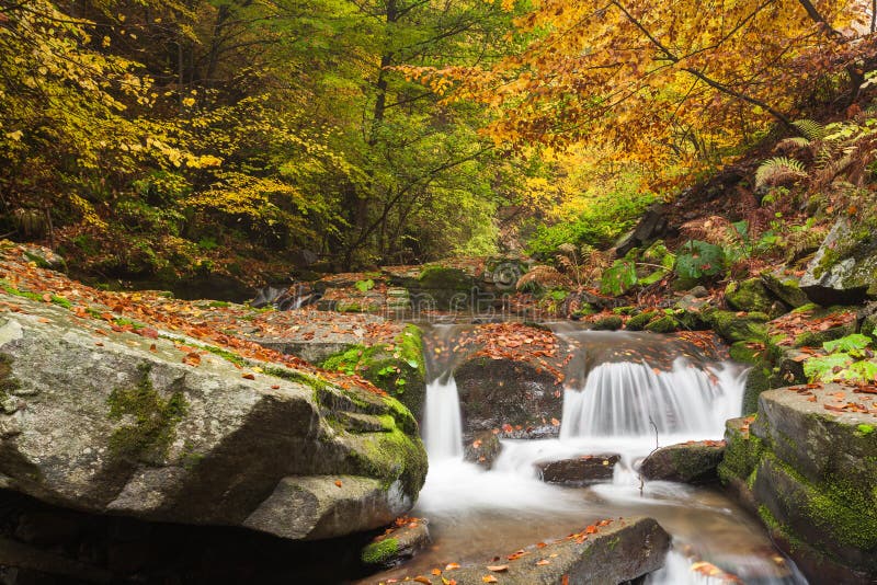 Picturesque Scene of Autumn Forest with a Stream Stock Image - Image of ...