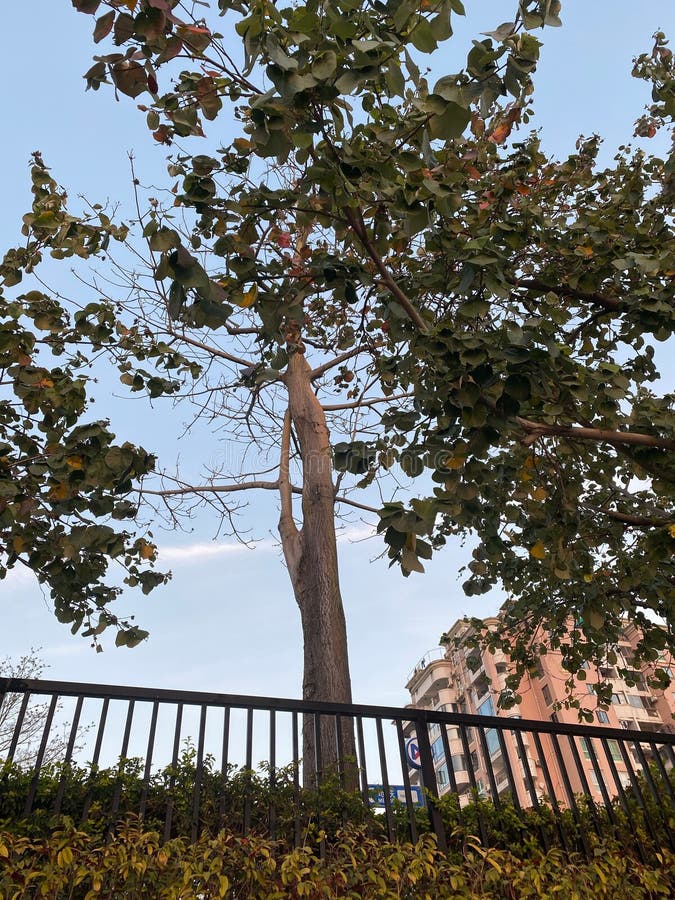 Picturesque Scene of a Tall, Lush Evergreen Tree Standing in the Park ...