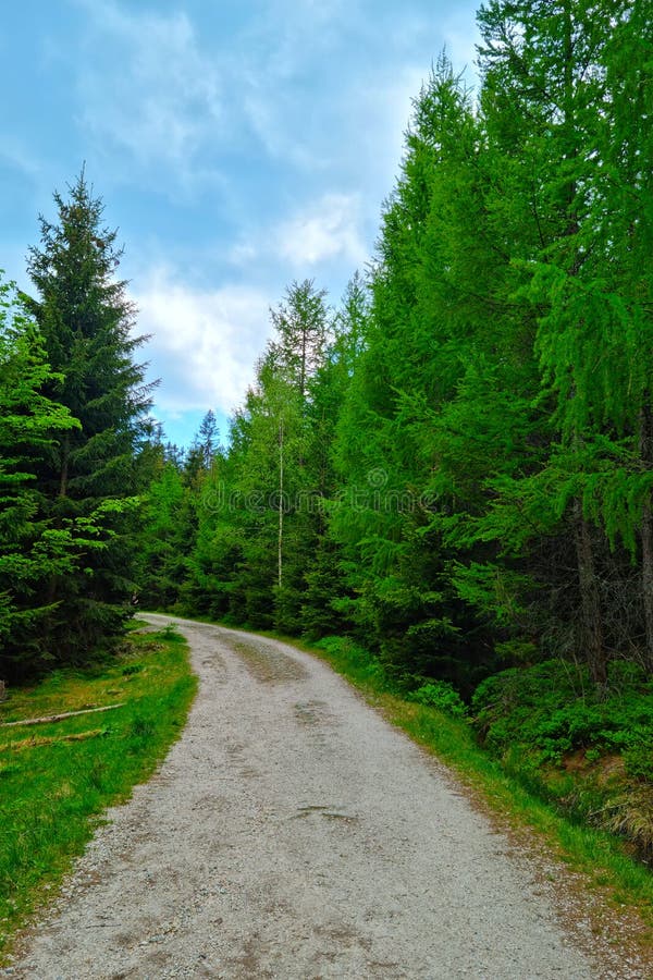A Picturesque Trail for Walking in the Fresh Air in the Green Forest ...