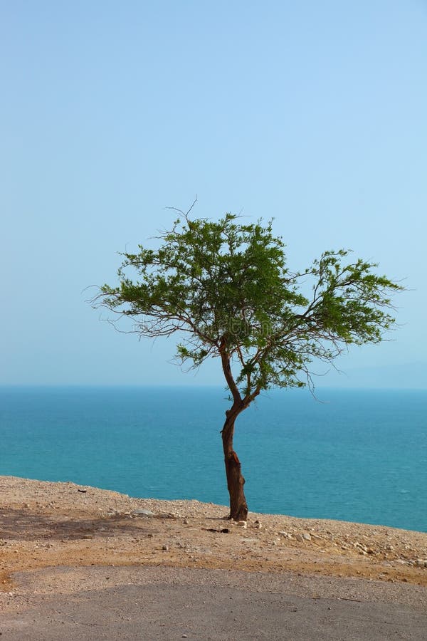 Picturesque Tree Above Dead Sea Stock Image - Image of coastline ...