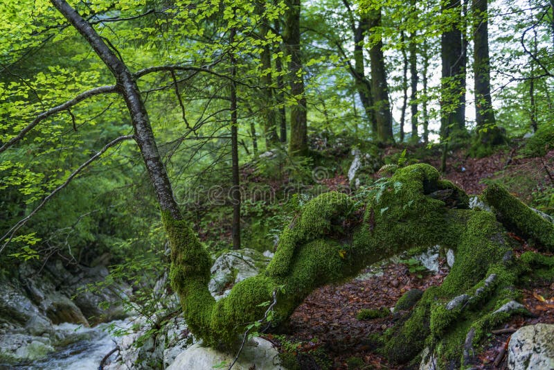Picturesque Tree Branches Covered with a Thick Layer of Snow in a Park ...
