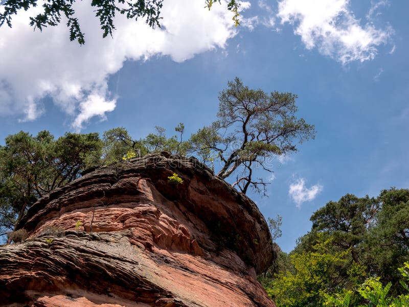 A Picturesque Tree on Top of a Cliff. Stock Photo - Image of forest ...