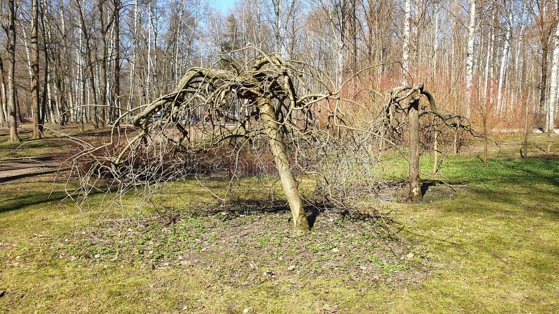 Picturesque Trees in Spring Park Stock Photo - Image of field, ideally ...