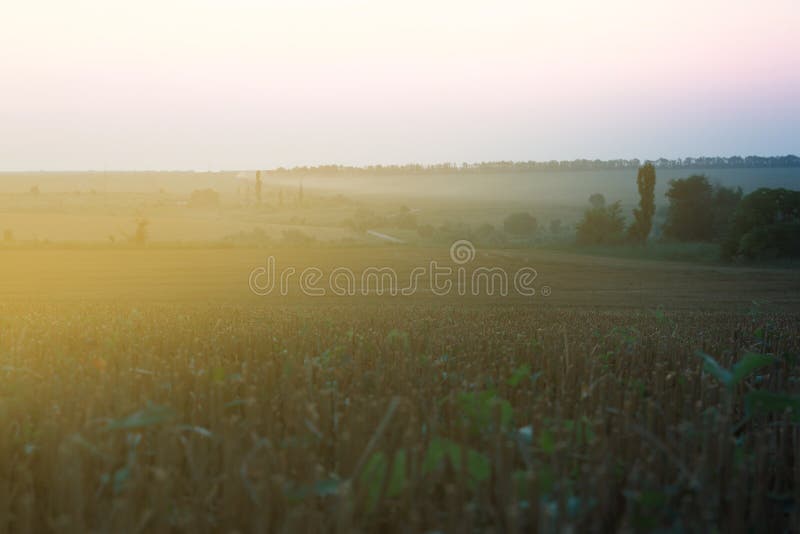 Picturesque View of Beautiful Field in Morning Stock Photo - Image of ...