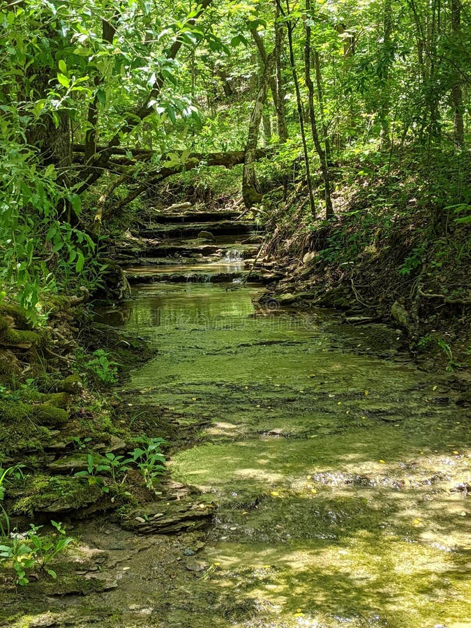 Some Steps Near a Stream in the Forest of Trees and Plants Stock Image ...
