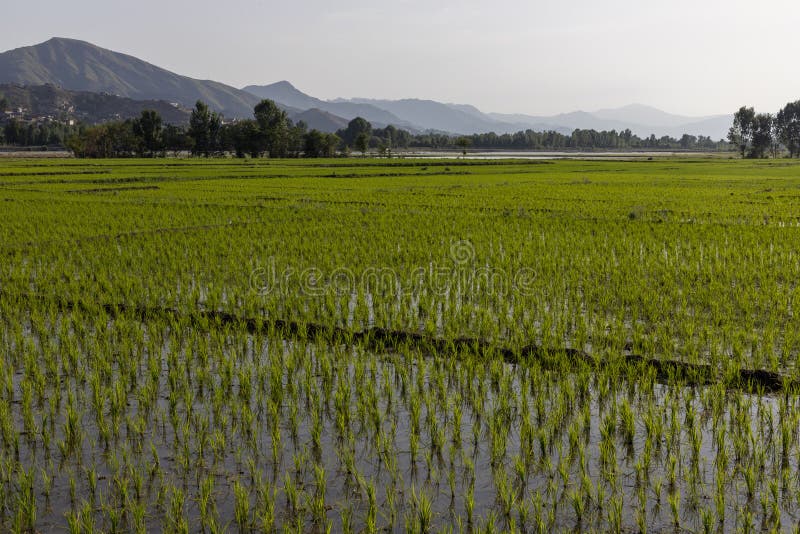 Rice Seedlings Pakistan Stock Photos - Free & Royalty-Free Stock Photos ...