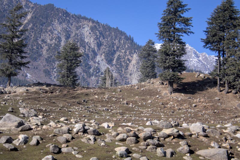 Towering Pine Trees Rugged Forest Landscape Natural Pathway Stock ...