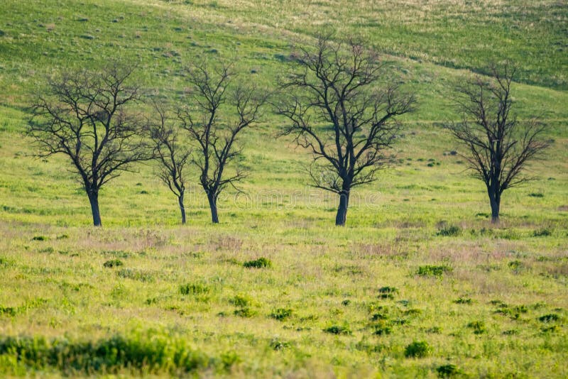 View of Spring Steppe with Bare Trees and Green Grass Stock Image ...