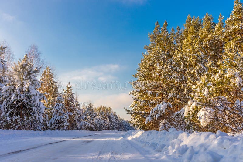 Picturesque Winter Landscape With Pine Forest And Country Road Covered