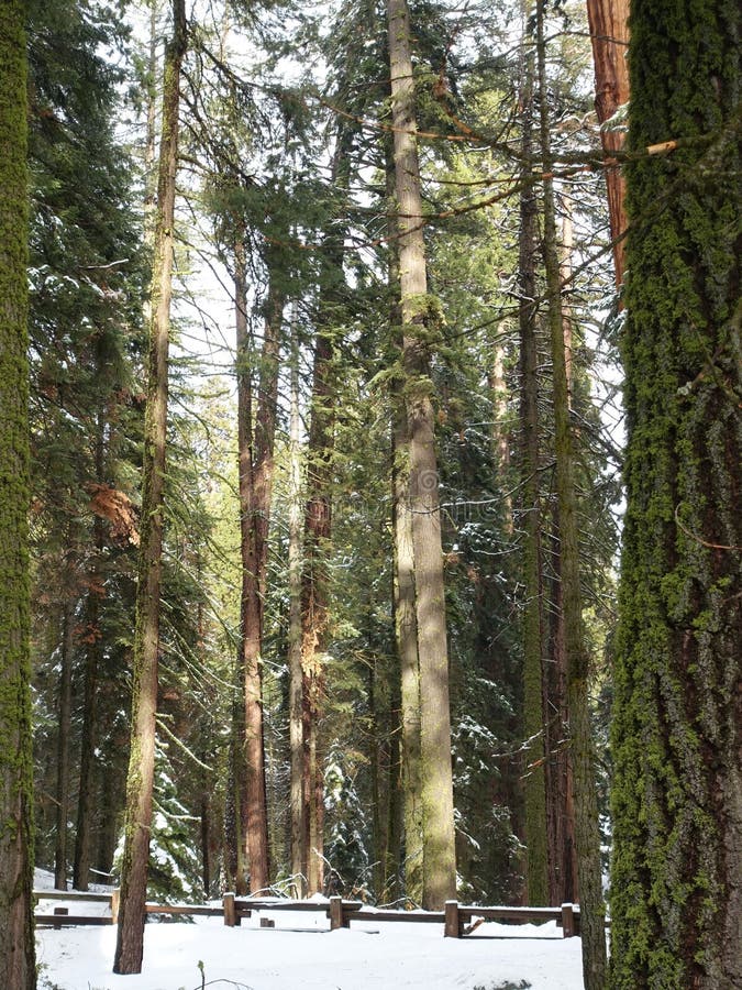 Picturesque Winter Scene Featuring a Tranquil Forest of Towering ...