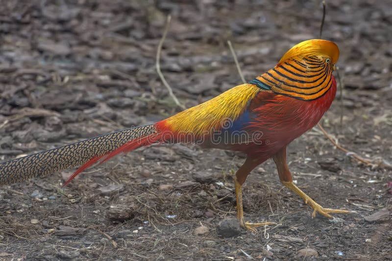 Pictus De Chrysolophus De Faisan D'or Image stock - Image du beau ...
