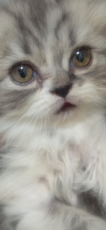 Pictute May Cat stock photo. Image of skin, nose, wildcat - 221735248