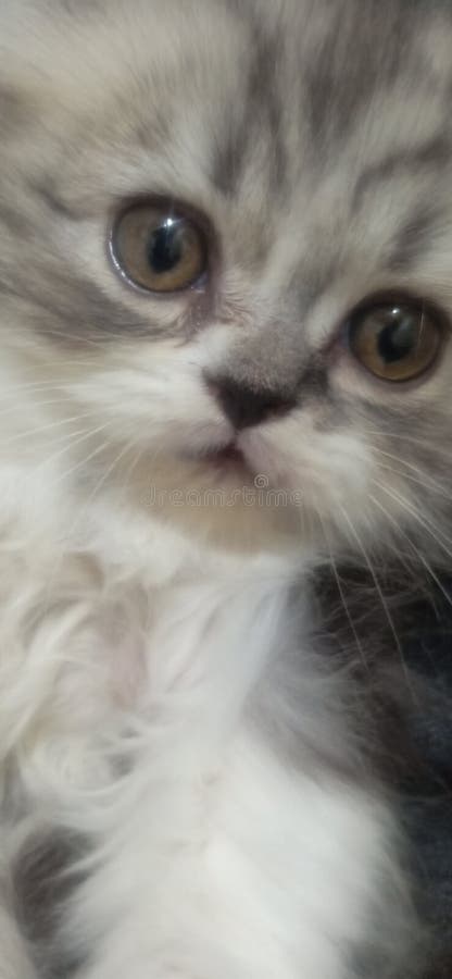 Pictute May Cat stock image. Image of white, nose, mammal - 221735265