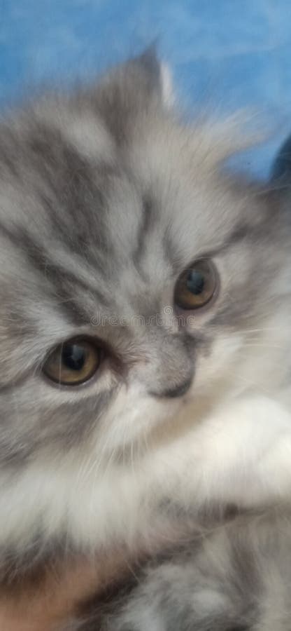 Pictute May Cat stock image. Image of nose, snout, sketch - 221735383