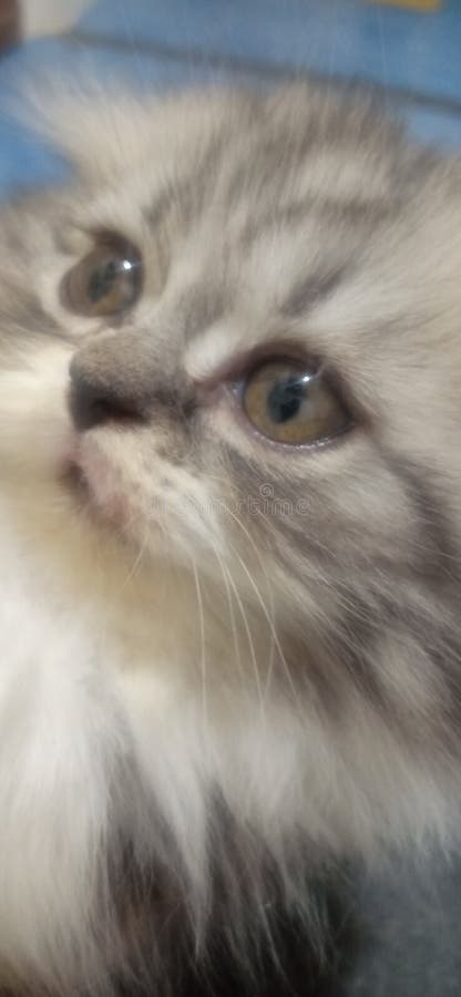 Pictute May Cat stock photo. Image of snout, whiskers - 221735366