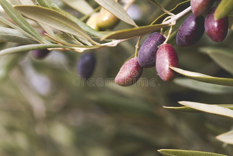 Picual Olive Tree in a Farm Stock Image - Image of agrarian, food ...