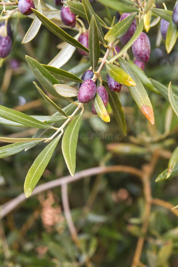 Picual Olives Growing in Olive Tree Stock Photo - Image of europea ...