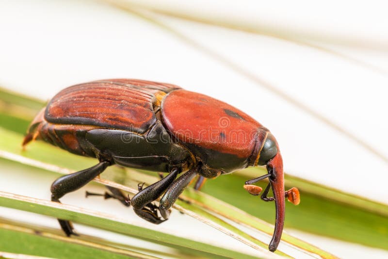 Red weevil insect stock photo. Image of puparhynchophorus - 24760032