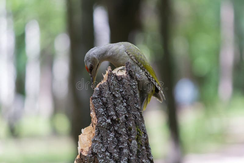 Picus Canus Woodpecker on a Tree Stock Image - Image of fauna, hair ...