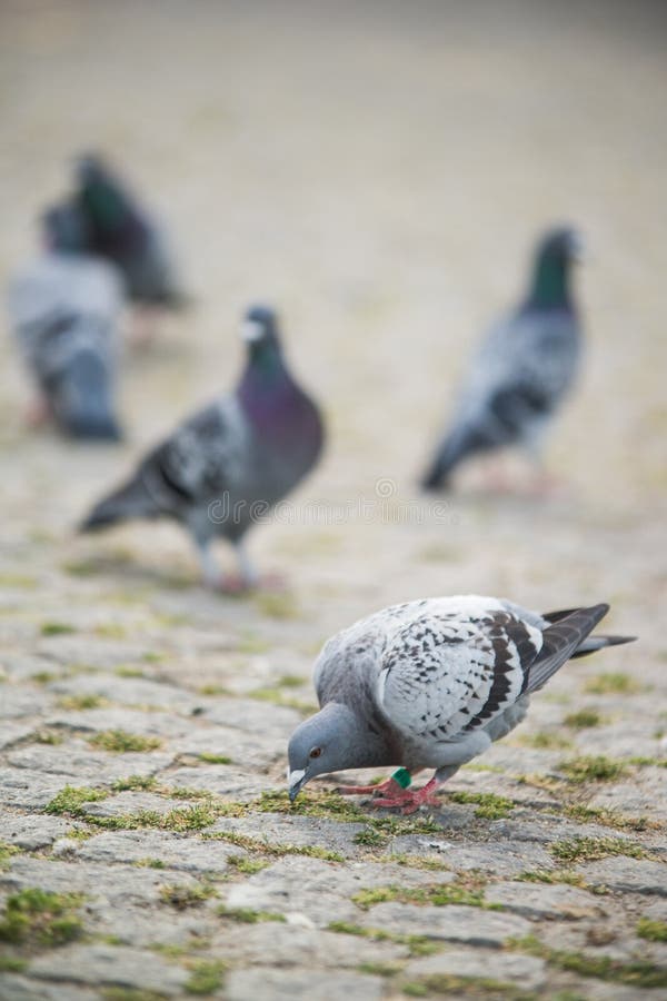 Pidgeon eating stock image. Image of animal, profile - 51365389