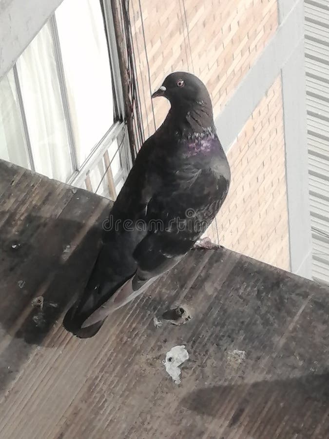 Pidgeon Looking Behind His Back Stock Image - Image of mammal, pidgeon ...