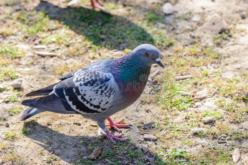 Pidgeon looking me stock image. Image of eyes, pidgeon - 76052177
