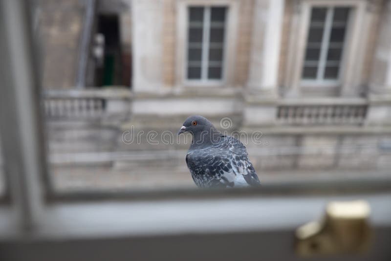 A Pidgeon S Urban Perspective Stock Image - Image of high, pidgeons ...