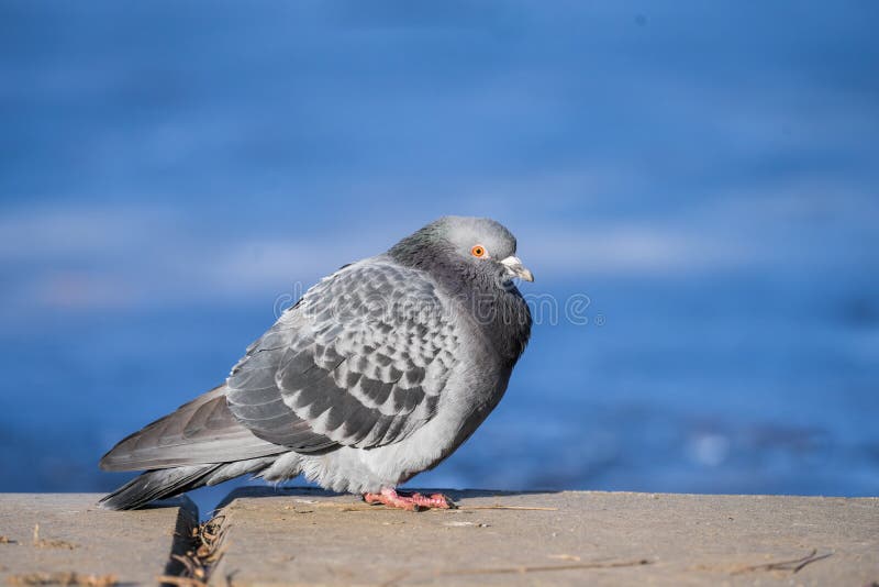 Gorgeous Pigeon Staring at the Camera, Blue Background Stock Image ...