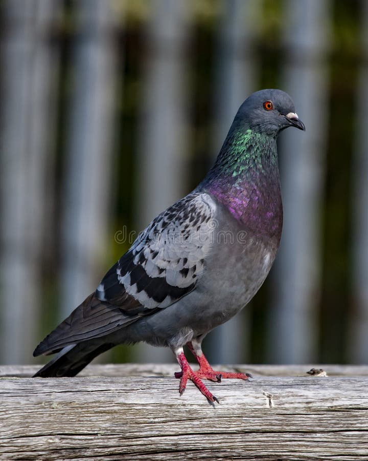 Pidgeon 6427 stock photo. Image of rail, purple, feet - 214236640