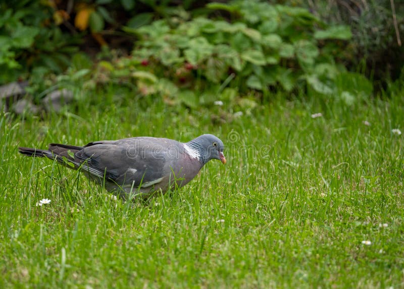 Pidgeon Searching for Grass Seeds in Garden in Summer Time Stock Photo ...