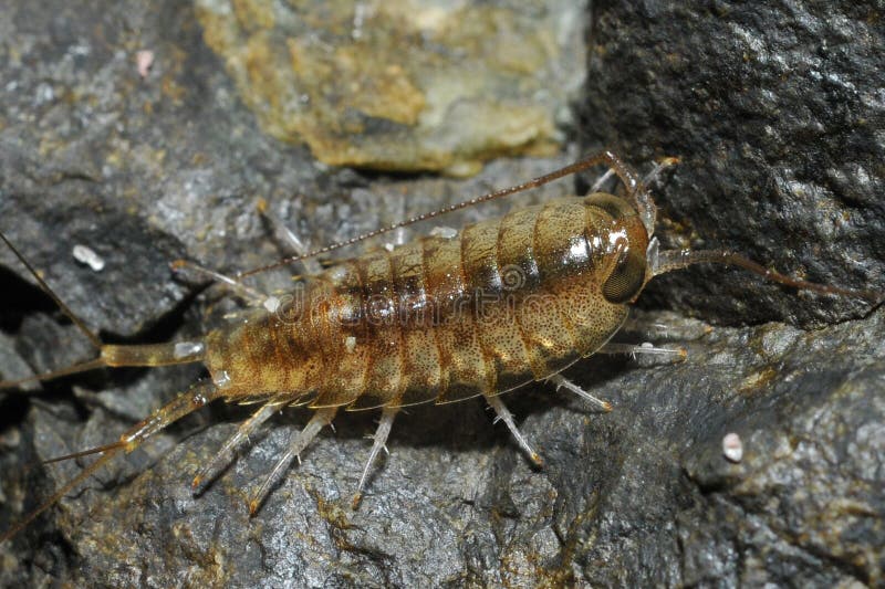 Pidocchio di mare immagine stock. Immagine di occhio - 15899973